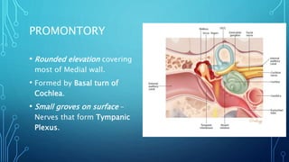 Anatomy Middle Ear (drsaneesh)-.pptx