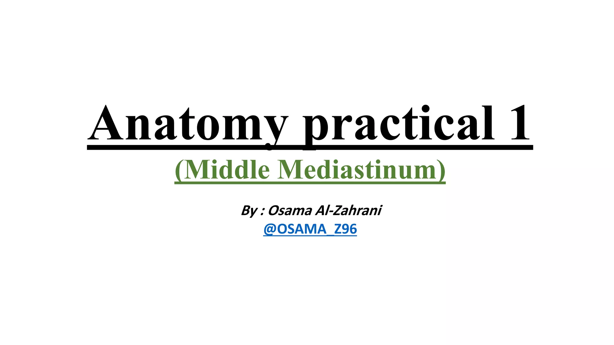Anatomy (middle mediastinum) | PDF