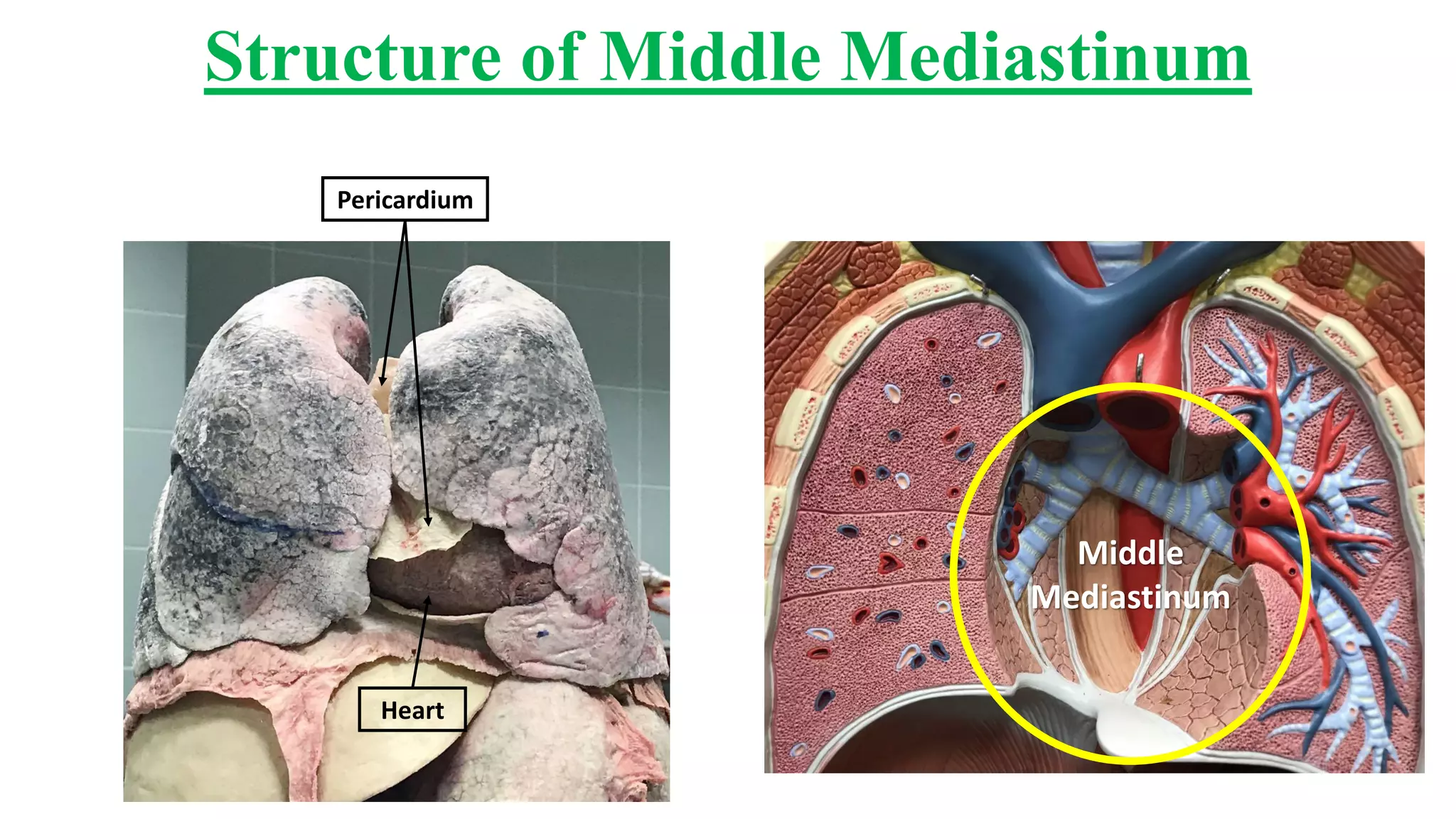 Anatomy (middle mediastinum) | PDF