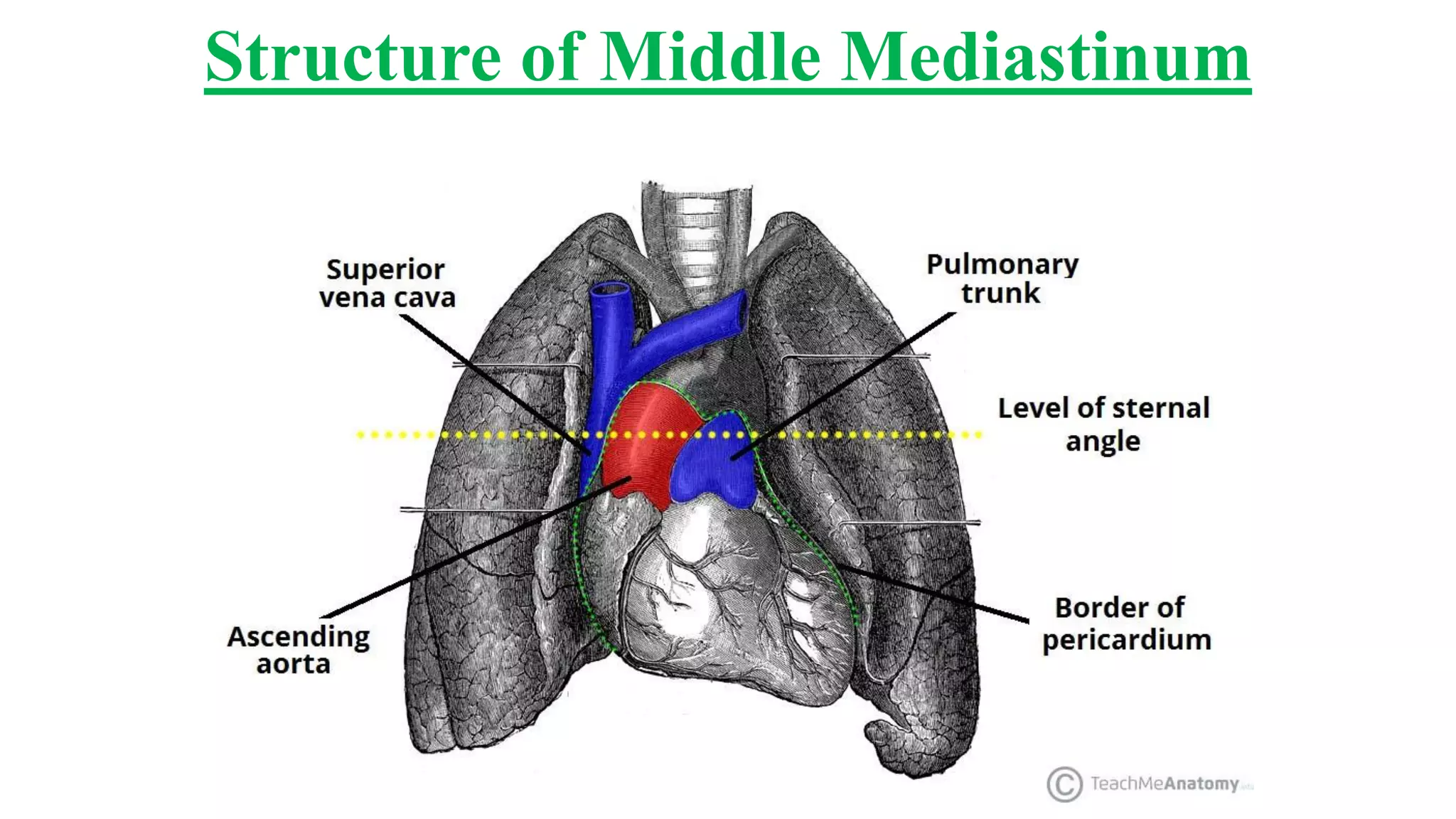 Anatomy (middle mediastinum) | PDF
