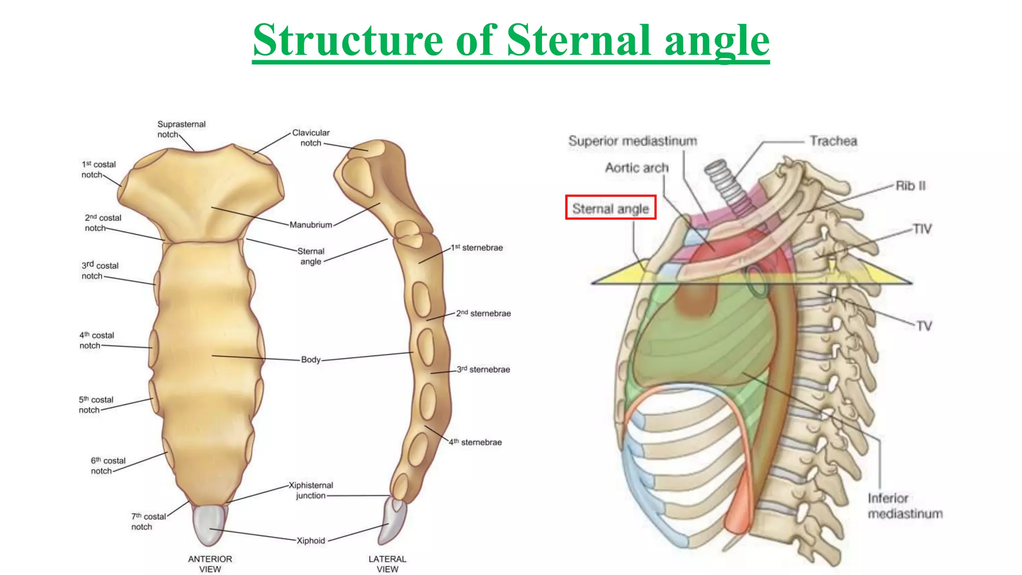 Anatomy (middle mediastinum) | PDF