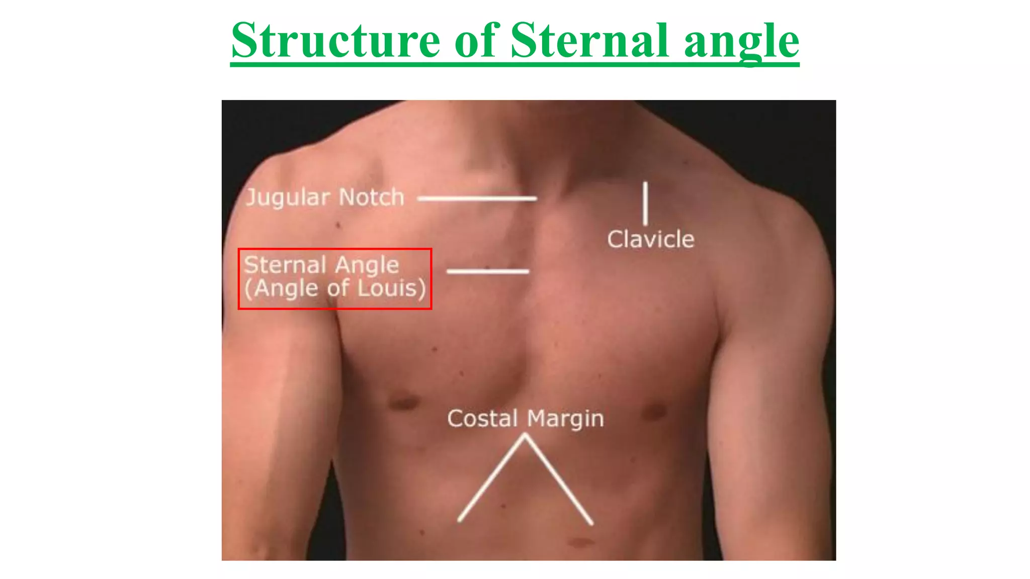 Anatomy (middle mediastinum) | PDF