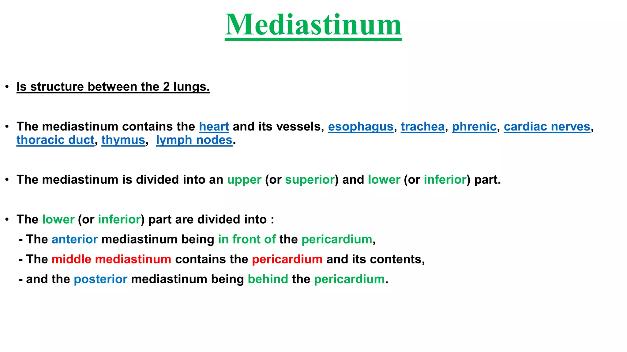 Anatomy (middle mediastinum) | PDF