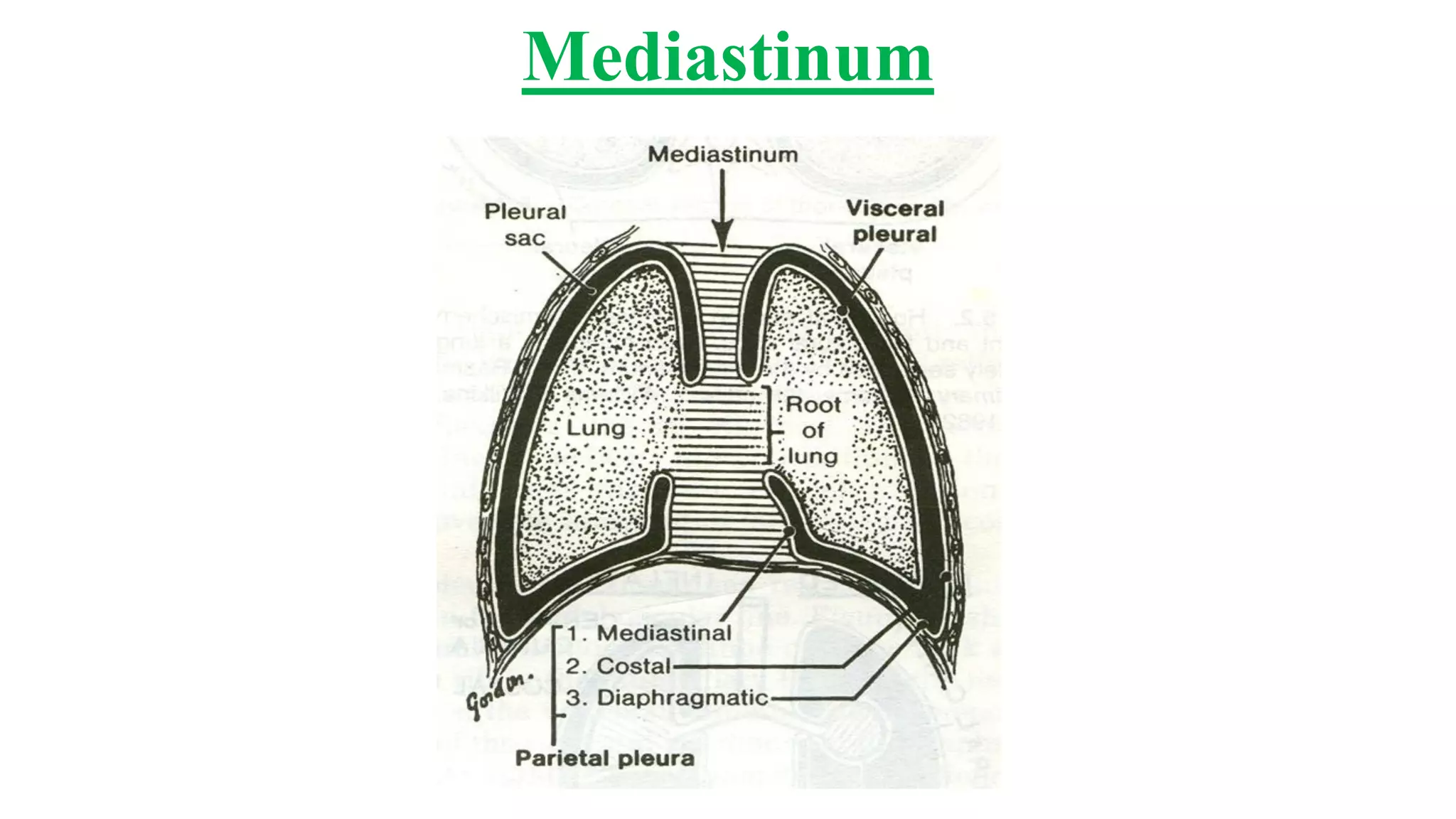 Anatomy (middle mediastinum) | PDF