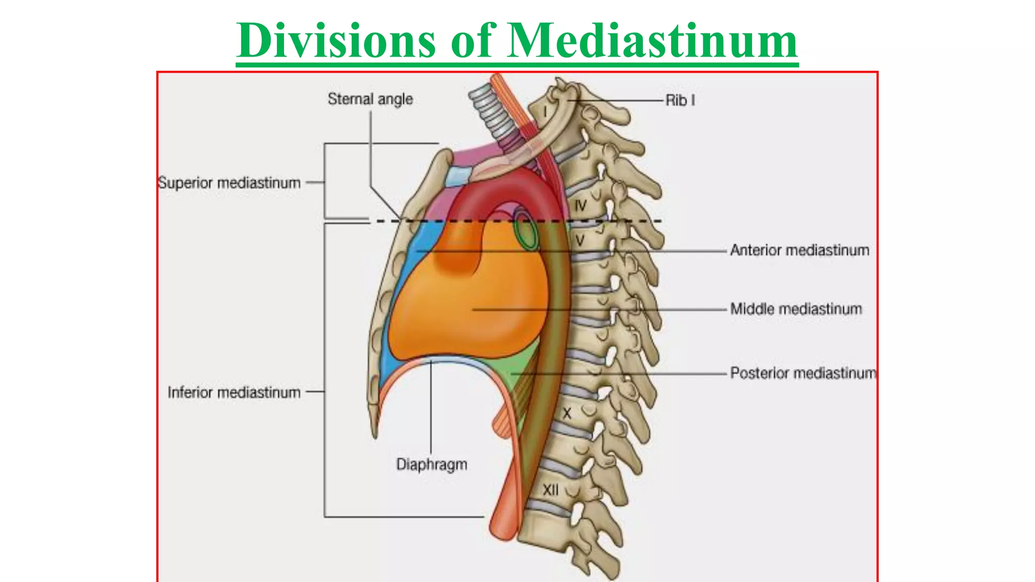 Anatomy (middle mediastinum) | PDF