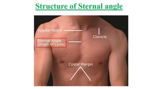 Anatomy (middle mediastinum) | PDF