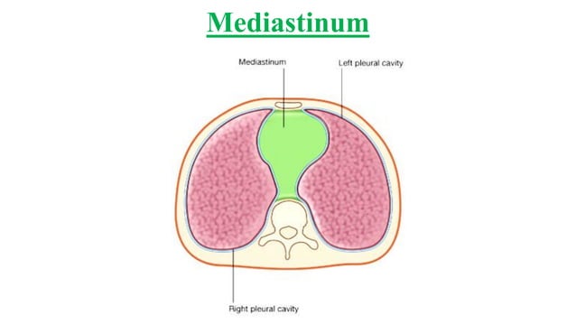 Anatomy (middle mediastinum) | PDF | Lung and Respiratory Health ...