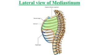 Anatomy (middle mediastinum) | PDF