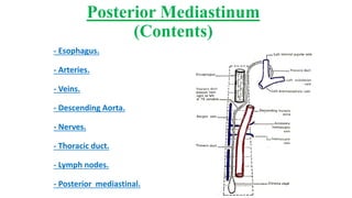 Posterior Mediastinum Structures