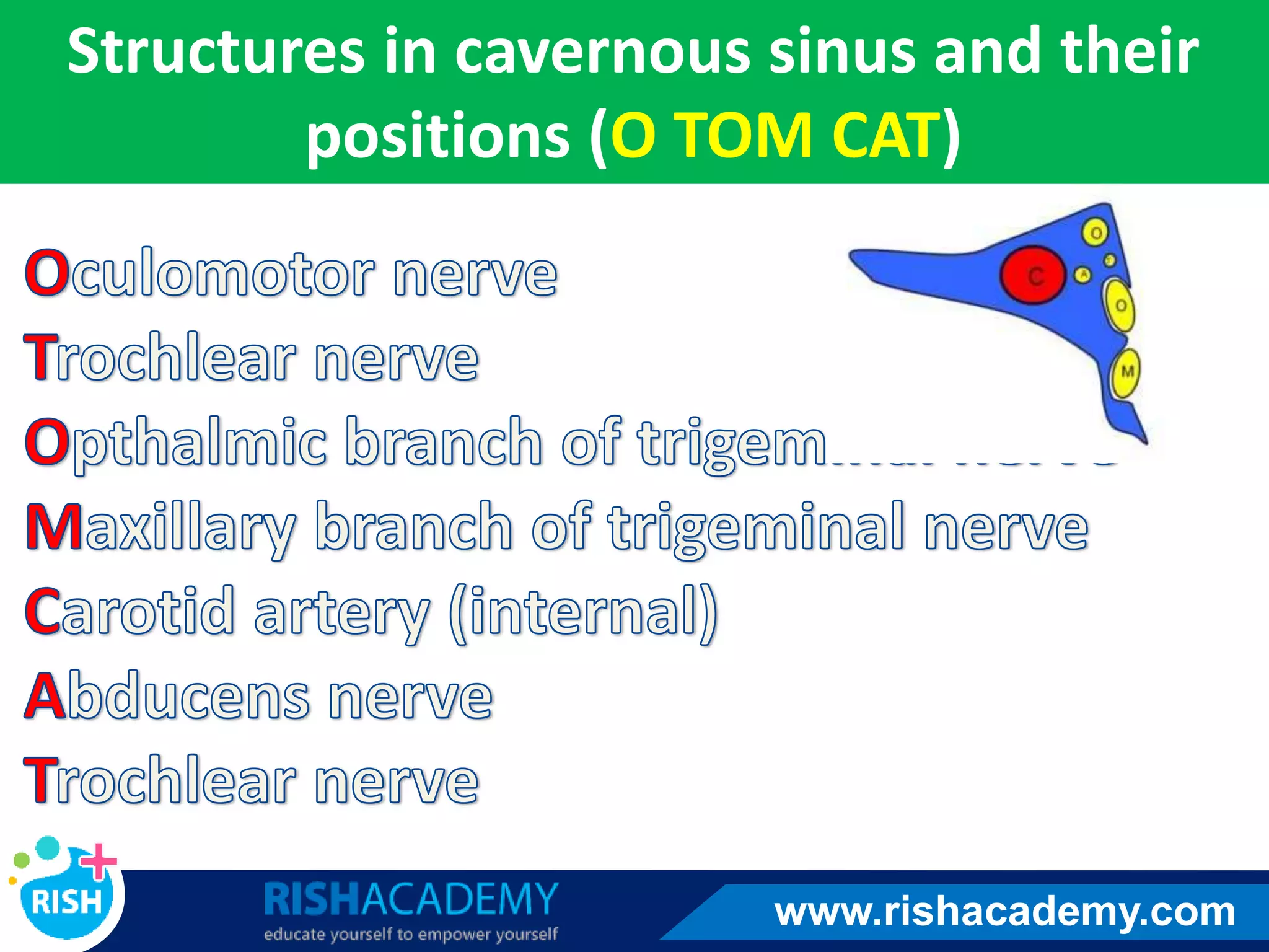 Anatomy mnemonics | PPTX