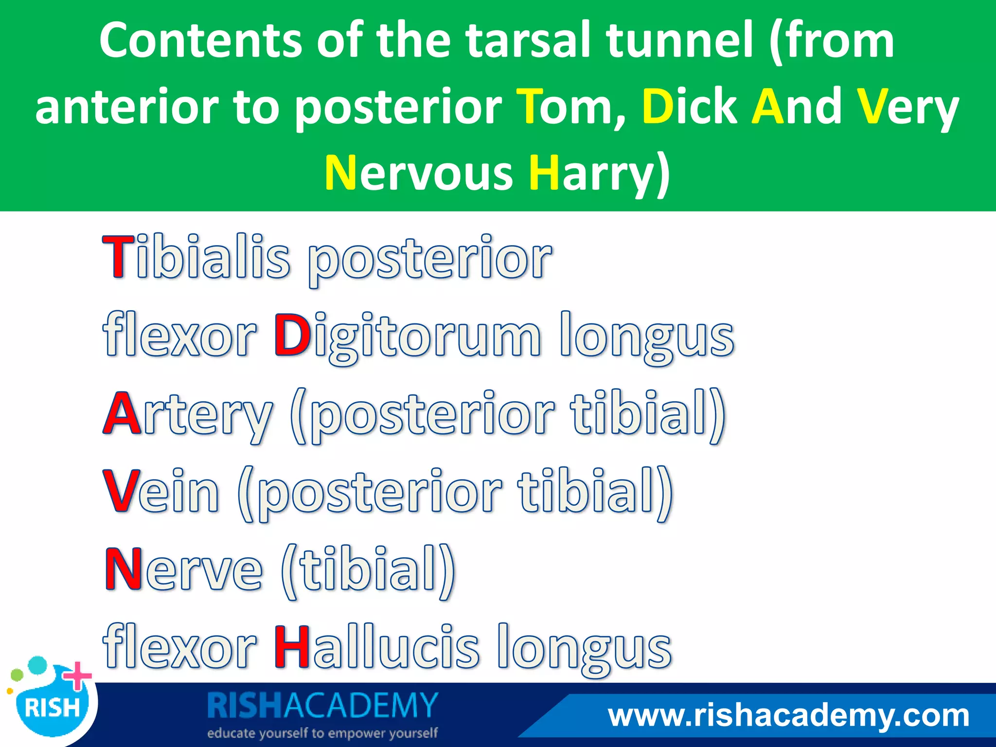 Anatomy mnemonics | PPTX