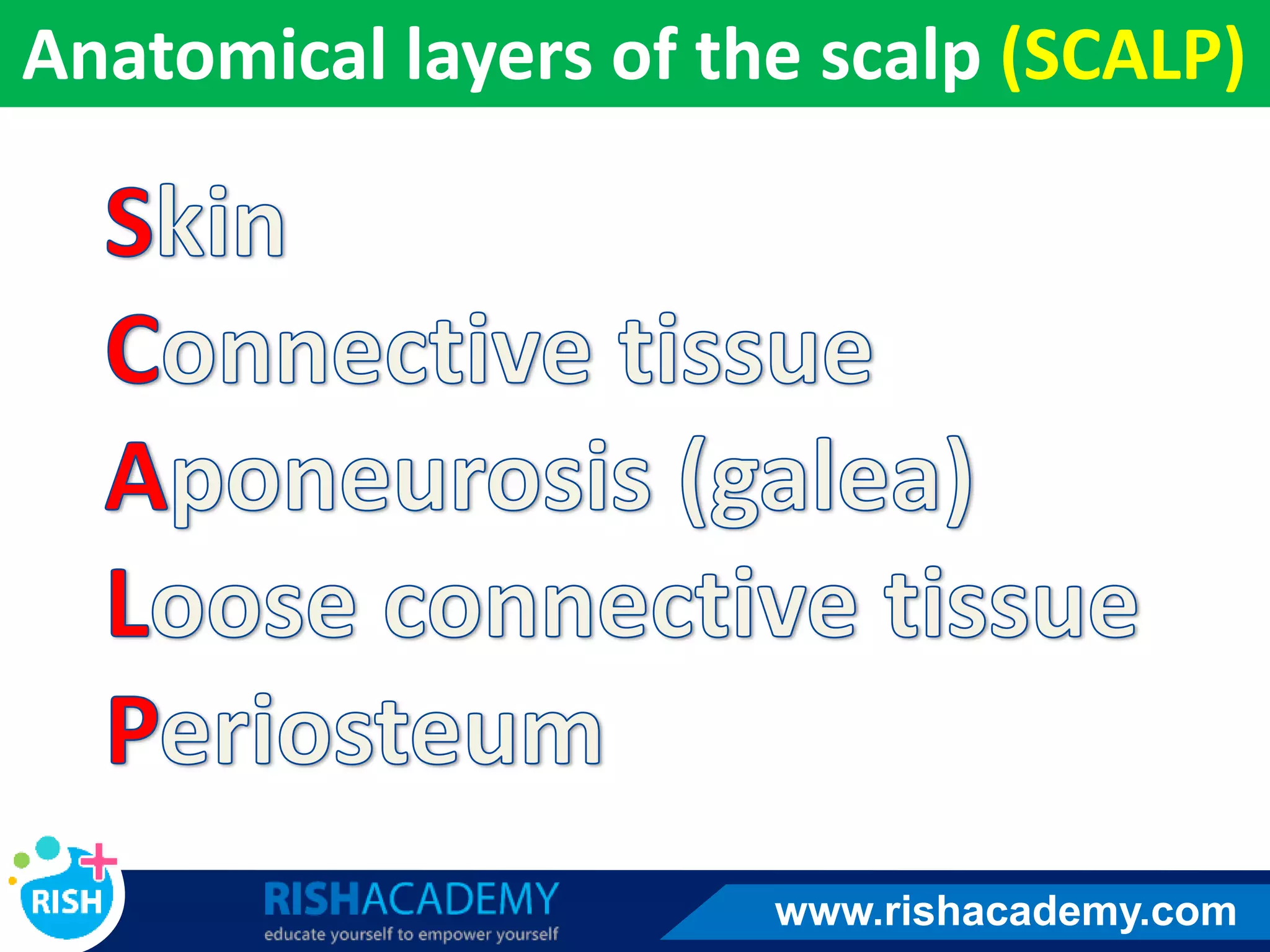 Anatomy mnemonics | PPTX