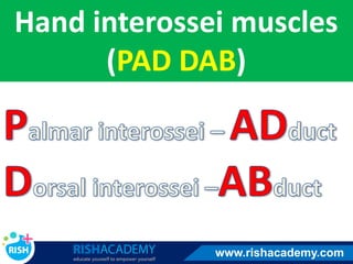 Anatomy mnemonics | PPTX