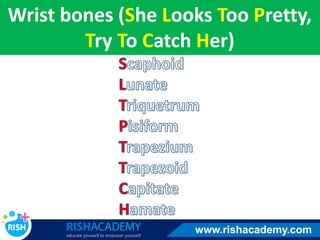 Anatomy mnemonics | PPTX