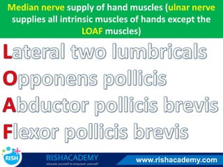 Anatomy mnemonics | PPTX
