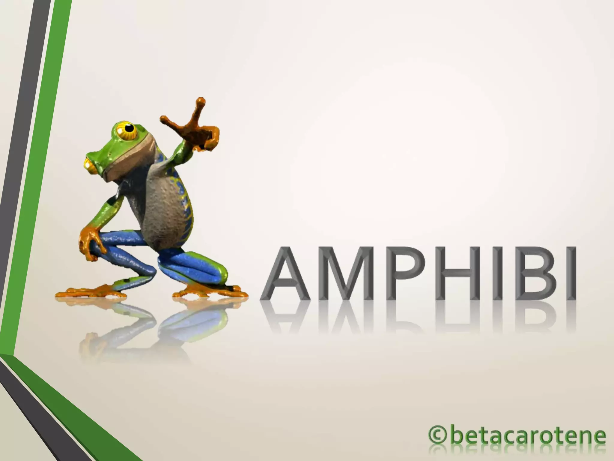 AMPHIBIA - MORPHOLOGY AND ANATOMY | PPTX