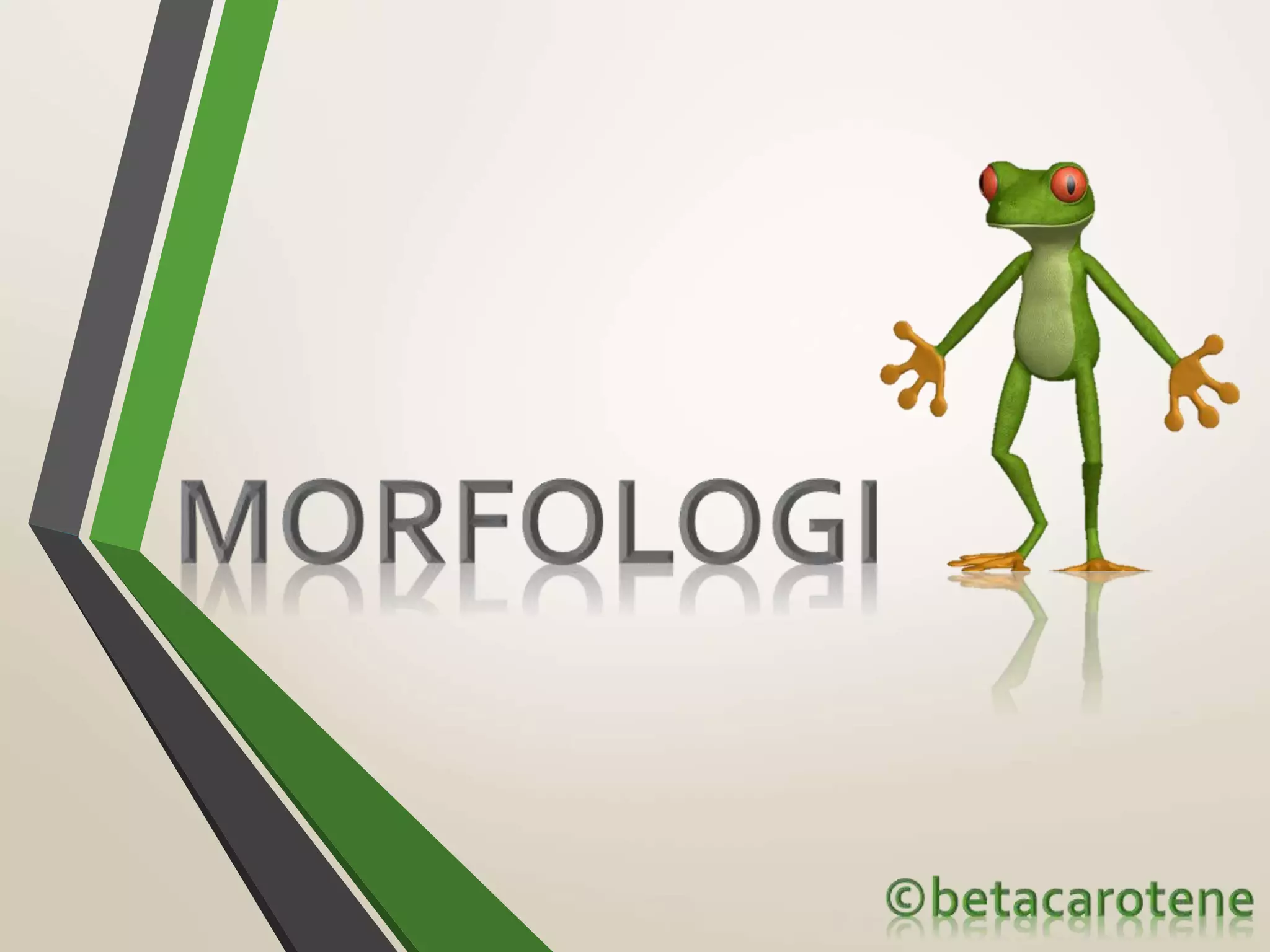 AMPHIBIA - MORPHOLOGY AND ANATOMY | PPTX