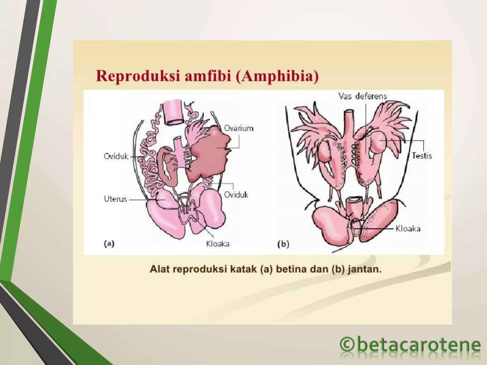 AMPHIBIA - MORPHOLOGY AND ANATOMY | PPTX