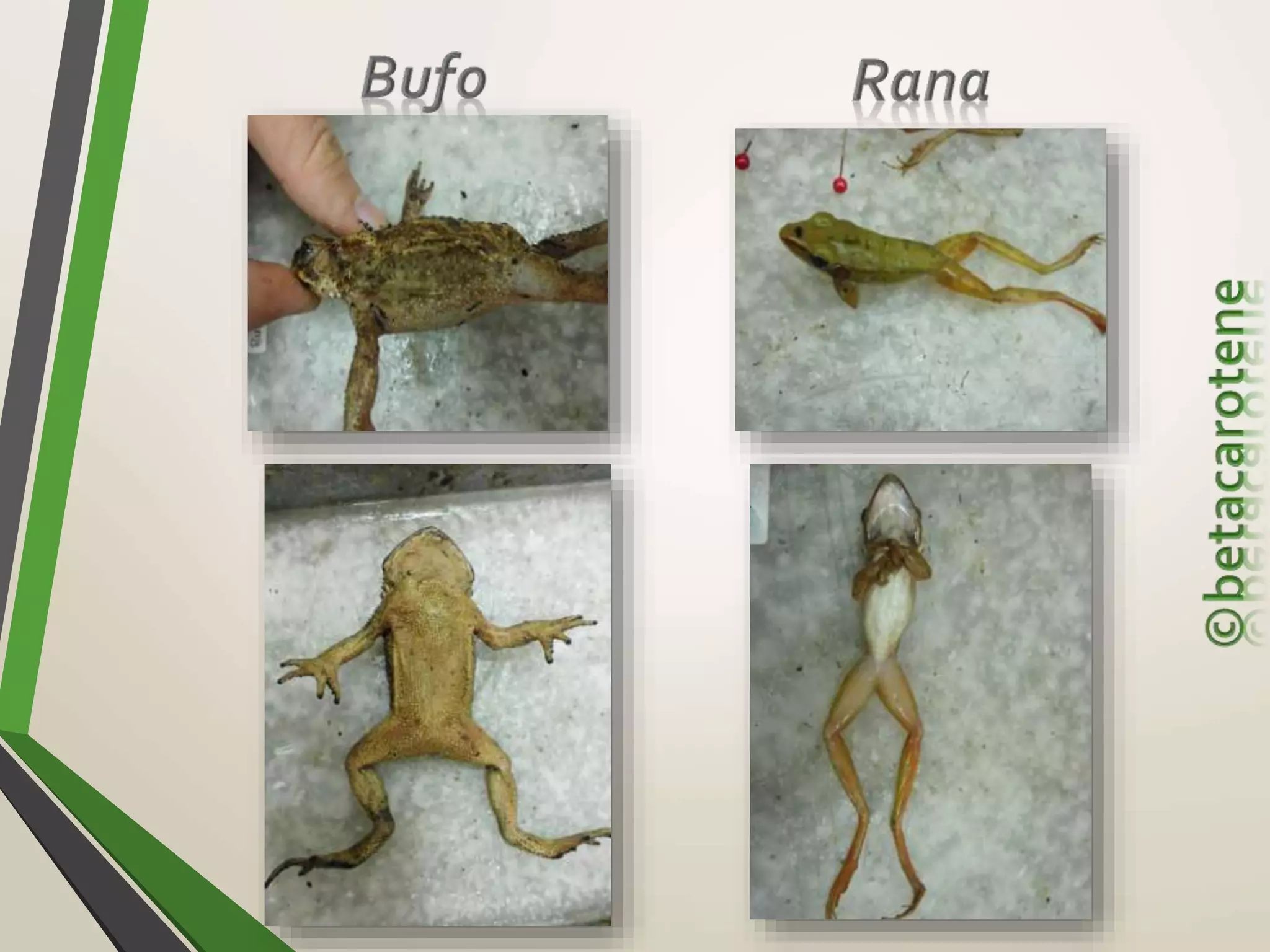 AMPHIBIA - MORPHOLOGY AND ANATOMY | PPTX