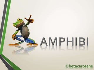 AMPHIBIA - MORPHOLOGY AND ANATOMY | PPTX