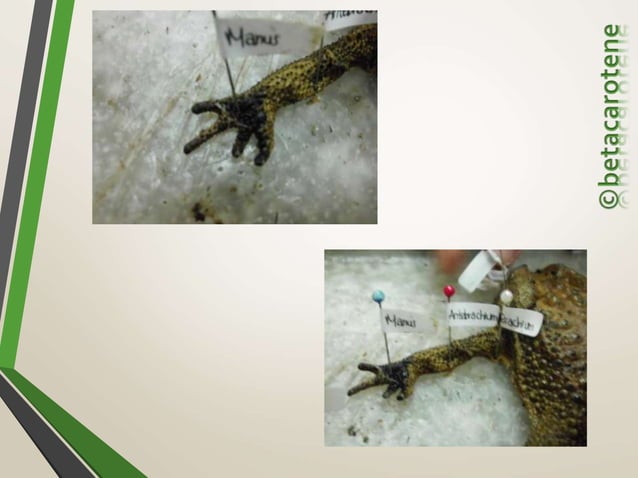 AMPHIBIA - MORPHOLOGY AND ANATOMY | PPTX
