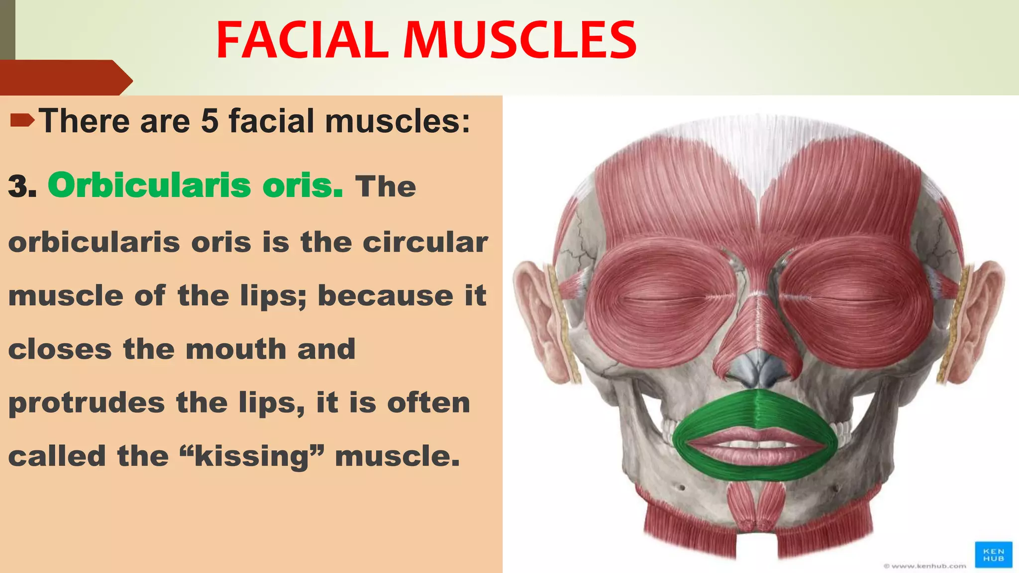 Muscular System | PPTX