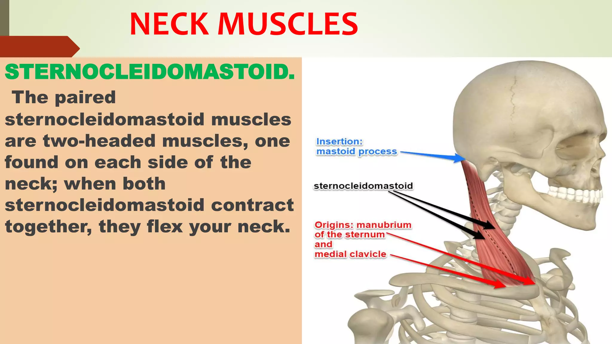 Muscular System | PPTX