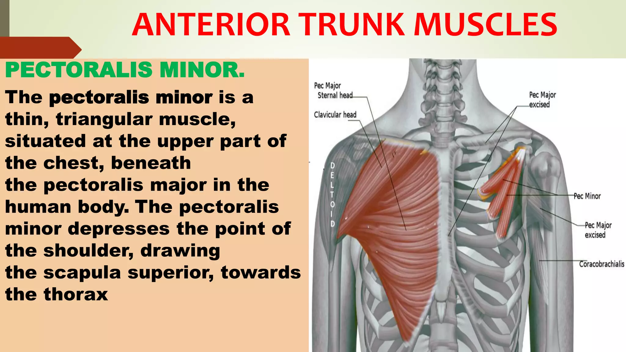 Muscular System | PPTX