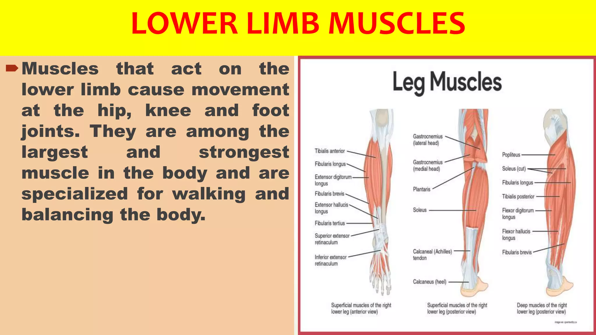 Muscular System | PPTX