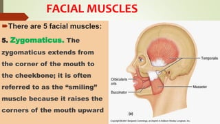 Muscular System | PPTX
