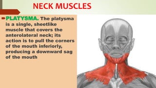 Muscular System | PPTX