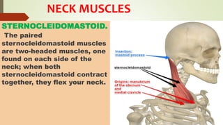Muscular System | PPTX