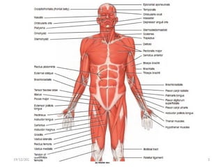 Anatomy Muscular system.pptx for health students specially for pharmacy ...
