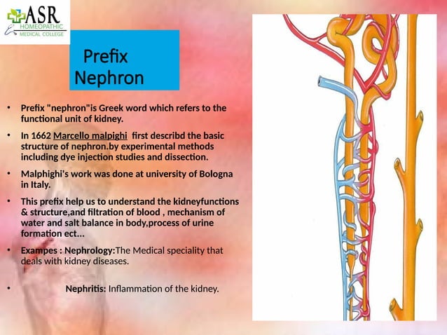 Anatomical prefixes are used before a word to explain the location | PPT