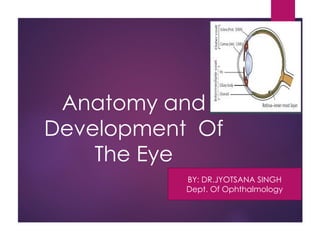 Anatomy , development n embrology of eye | PPT