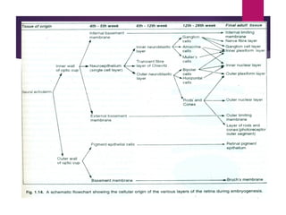Anatomy , development n embrology of eye | PPT