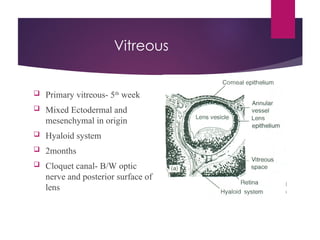 Anatomy , development n embrology of eye | PPT