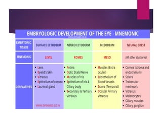 Anatomy , development n embrology of eye | PPT