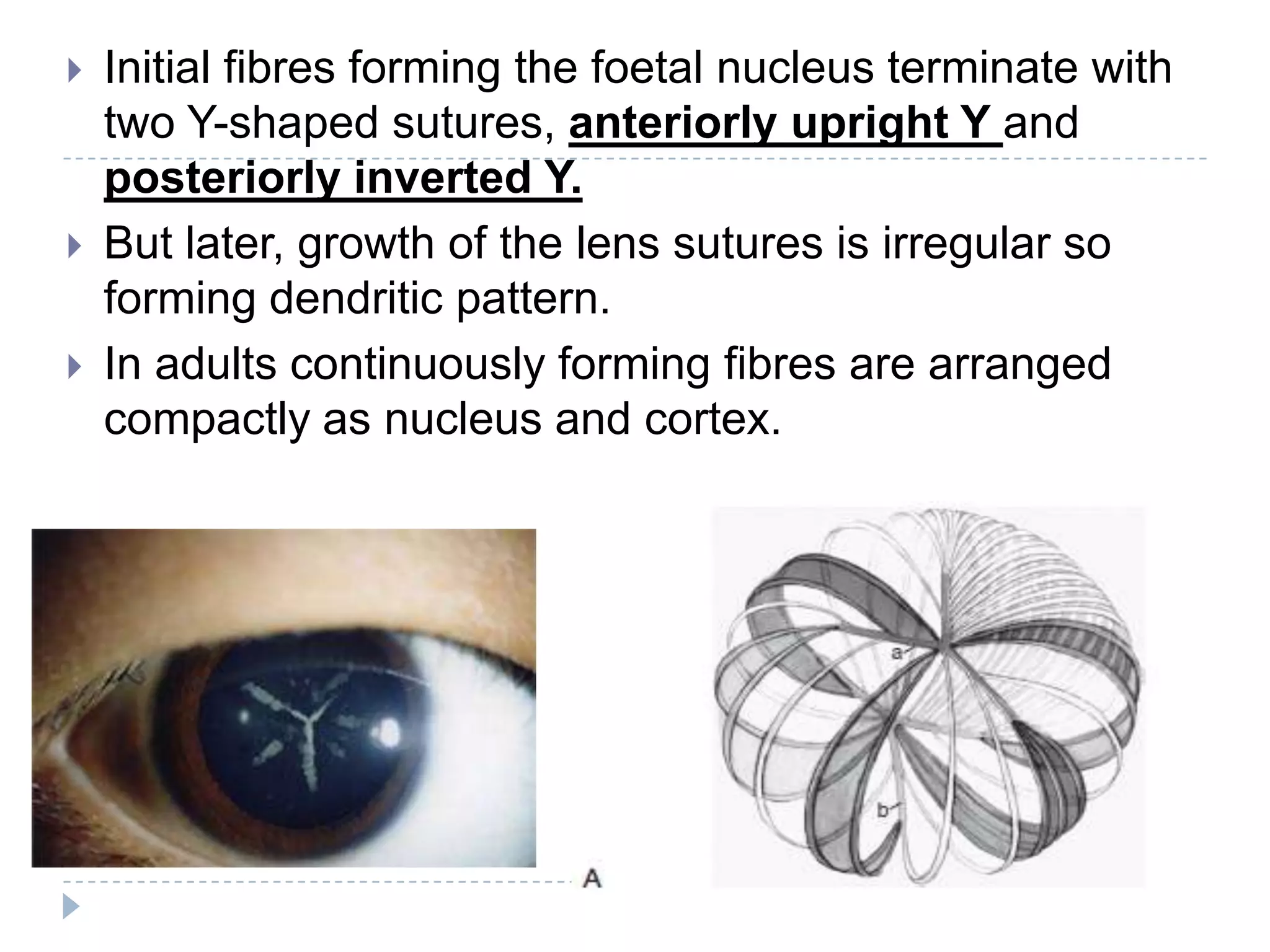 Anatomy and embryology of crystalline lens DrBP | PPTX
