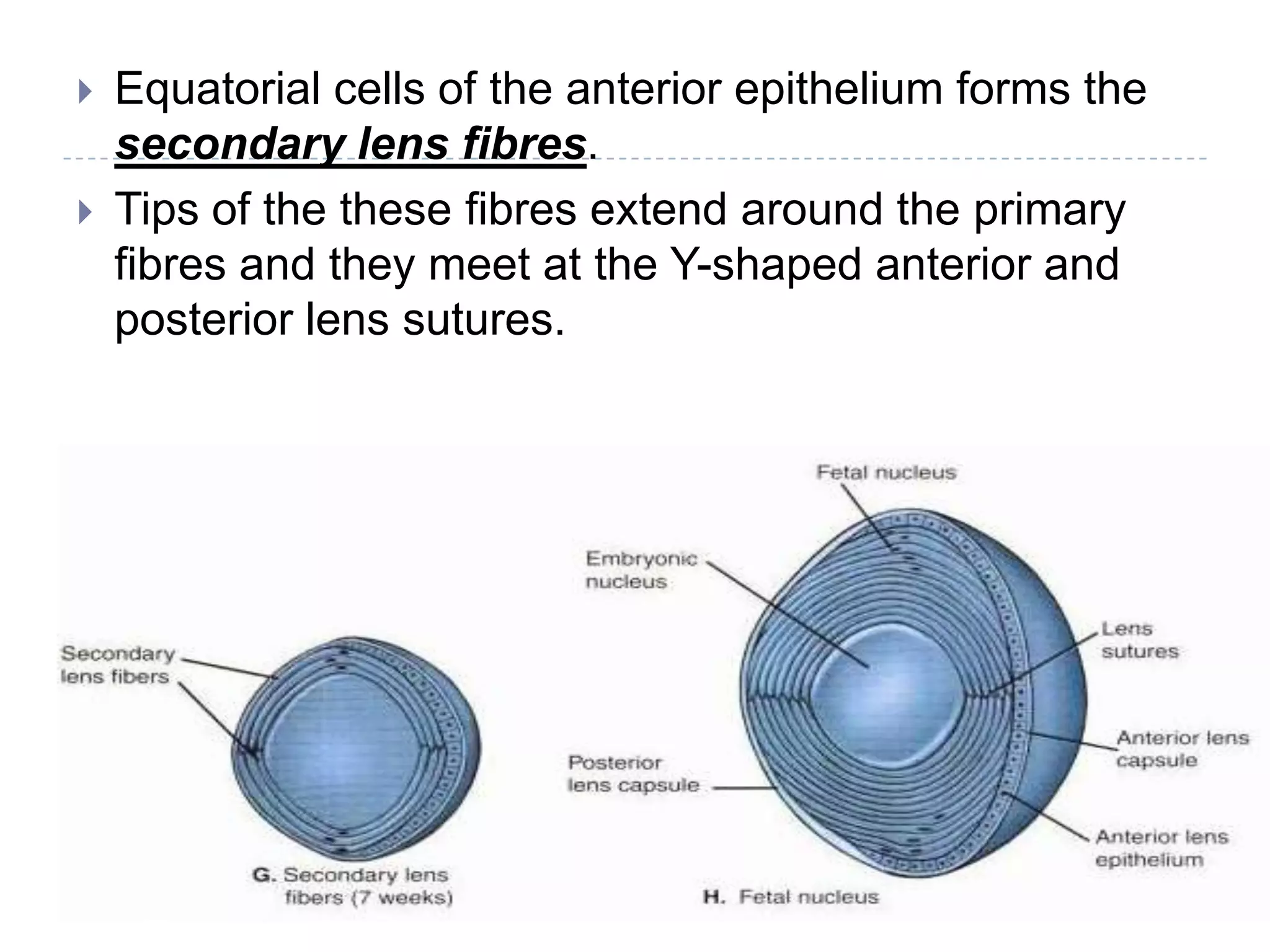 Anatomy and embryology of crystalline lens DrBP | PPTX