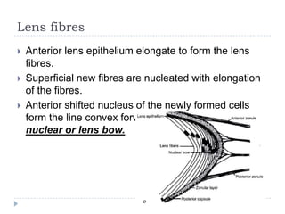 Anatomy and embryology of crystalline lens DrBP | PPTX