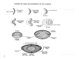 Anatomy and embryology of crystalline lens DrBP | PPTX