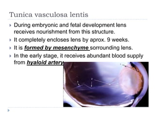 Anatomy and embryology of crystalline lens DrBP | PPTX