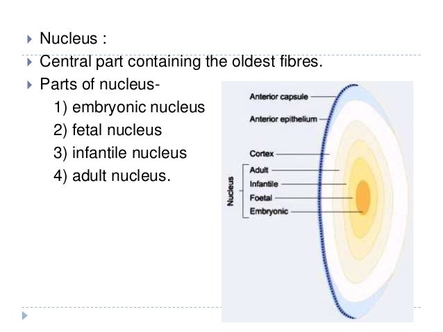 Anatomy and embryology of crystalline lens DrBP