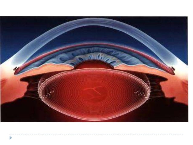 Anatomy and embryology of crystalline lens DrBP