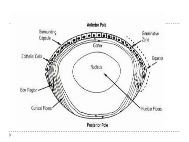 Anatomy and embryology of crystalline lens DrBP
