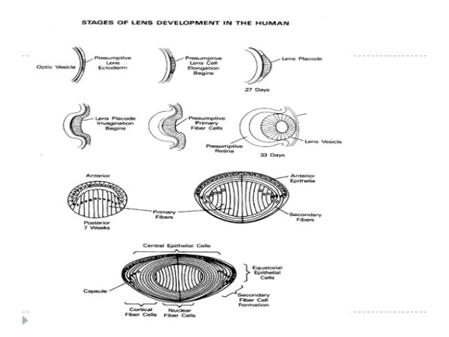 Anatomy and embryology of crystalline lens DrBP