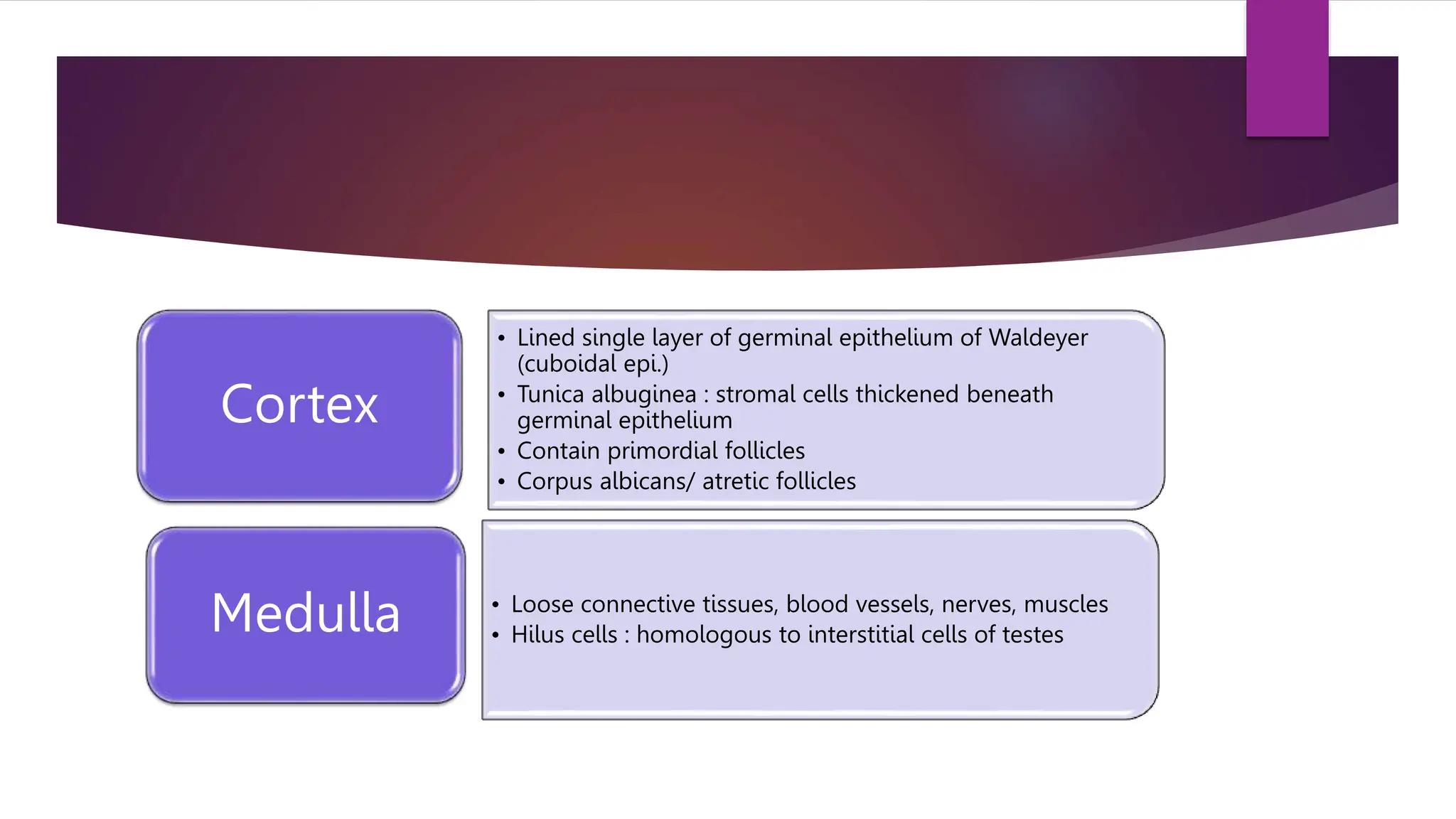 Anatomy & nerve supply of birth canal .pptx