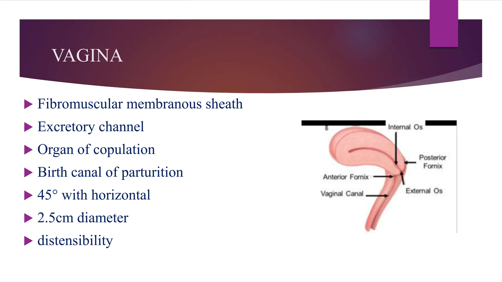 Anatomy & nerve supply of birth canal .pptx