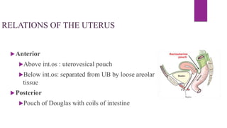 Anatomy & nerve supply of birth canal .pptx